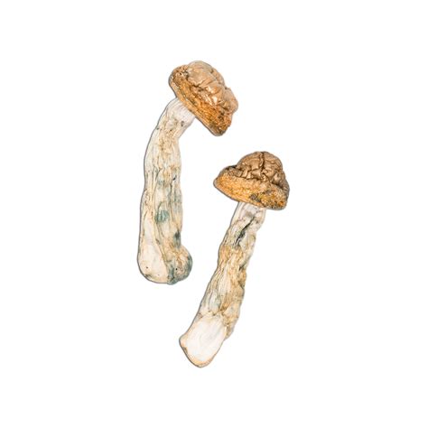 Buy Code Blue Magic Mushroom In Canada GTA Same Day Nationwide Delivery