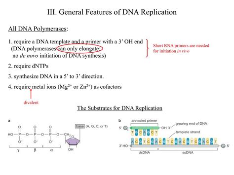 Ppt V Cdna Libraries Converting Mrna Into “complementary Dna” Powerpoint Presentation Id