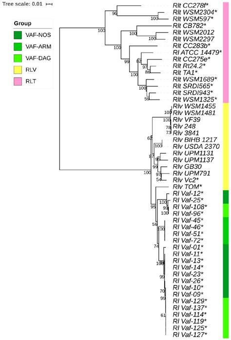 Neighbour Joining Trees For Concatenate Of Symbiotic Genes Noda Nodc