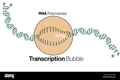 Rna Synthesis Bubble Stock Vector Images Alamy