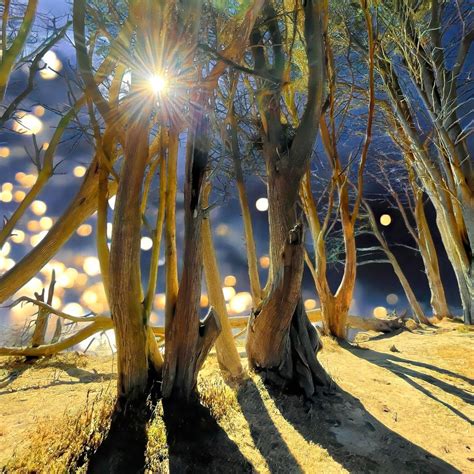 Cypress Twisted Tree Landscape Photo Art Tree Wall Décor Large