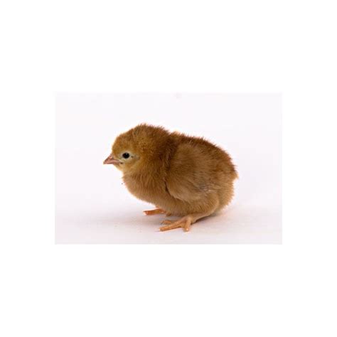 Rhode Island Red Day Old Chicks