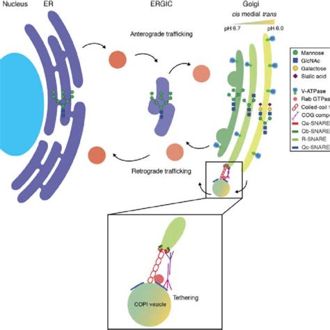 Reassembly Of Mitotic Golgi Fragments Into Golgi Stacks When Treated