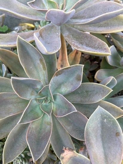 Gaby Hazelhoffs Images Canva