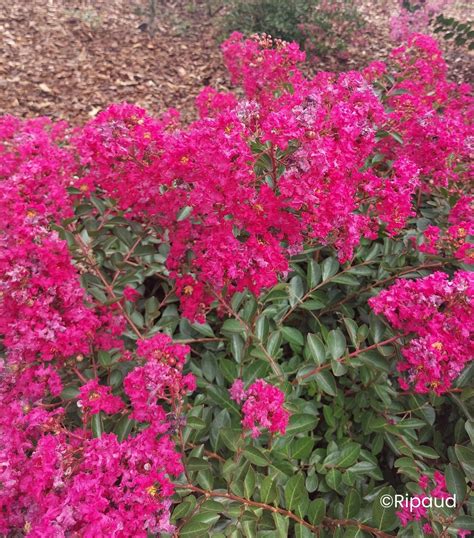 Lagerstroemia Indica Mimie Fuchsia Lilas Des Indes Couvre Sol