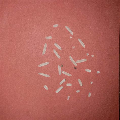 Long Rice Grains Segmentation Instance Segmentation Dataset By Yanuo