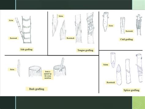 Sexual And Asexual Plant Propagation Techniquepdf Pdf