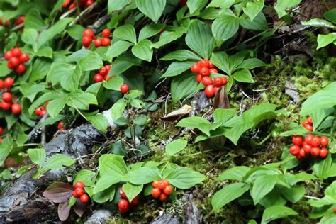 20 Red Edible Berries And Non Edible Ones You Need To Know Smart Garden And Home