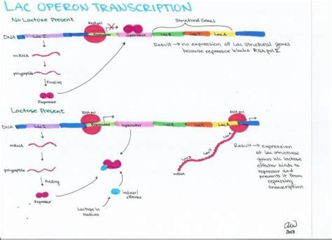 What Is The Difference Between Dna Damage And Mutation Artofit