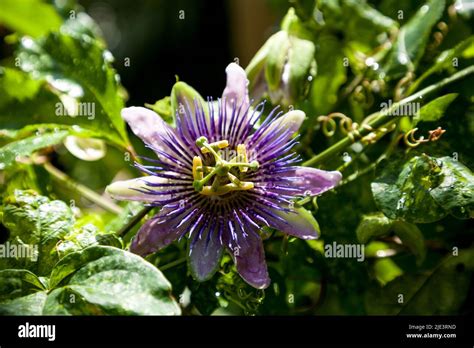 Purple And White Flower On A Passion Fruit Vine Called Passiflora