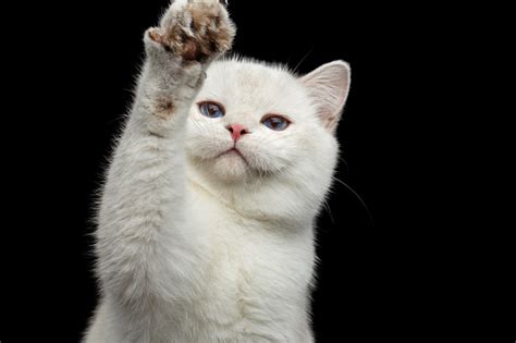 毛皮のような英国の品種分離黒の背景に猫の白い色 カットアウトのストックフォトや画像を多数ご用意 カットアウト クローズアップ