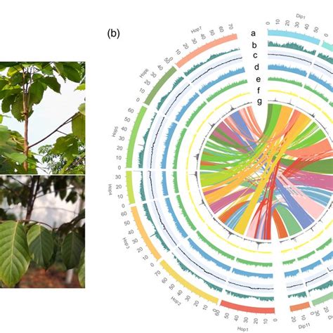 Biosynthetic Pathway Of Mepmva In Dipterocarpaceae A Mepmva