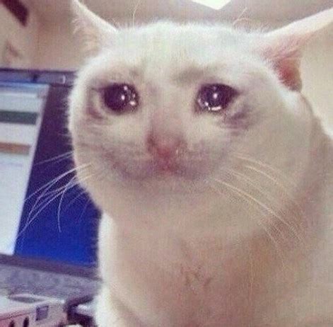 Create Meme Cat Not Crying Meme Cat Serious Cat Meme Pictures