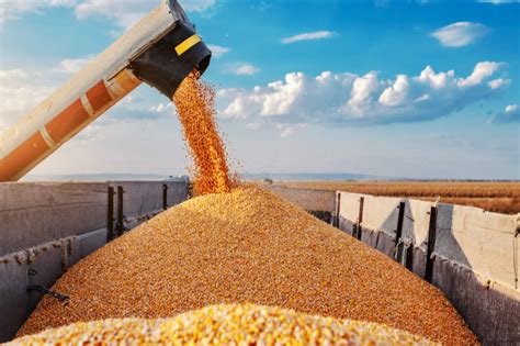 Russian Corn Seeds – Rusnk