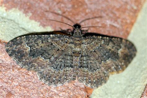 Moth Disclisioprocta Stellata Bugguidenet