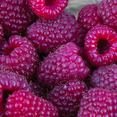 Brandywine Purple Raspberry Plants For Sale At Ty Ty Nursery