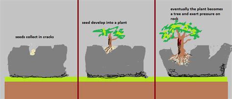 Rock Plant Weathering Drawing