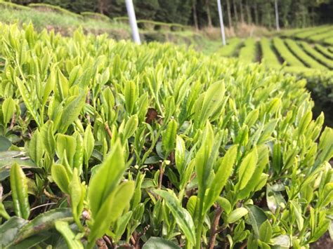 無農薬茶の杉本園農家のつぶやき 暖かくなり新茶シーズンまでもう少し
