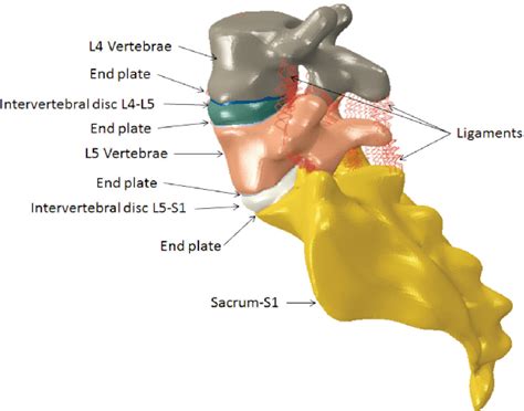 Figure 1 From A Finite Element Model Of The L4 L5 S1 Human Spine