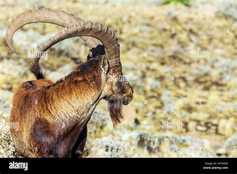 Very Rare Walia Ibex Capra Walia One Of The Rarest Ibex In World