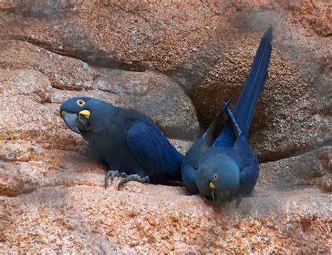 19 Types Of Macaws Species Facts And Photos