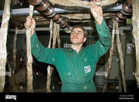 Linen Manufacturing Worker Disentangling Lines Of Hackled Flax Fibres