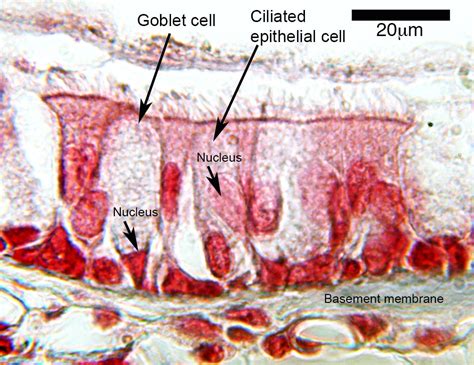 Pseudostratified Epithelium Function