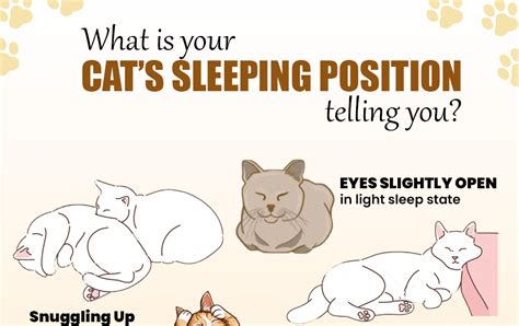 Understanding Cat Sleeping Positions