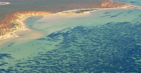 Worlds Largest Plant Is A Vast Seagrass Meadow In Australia