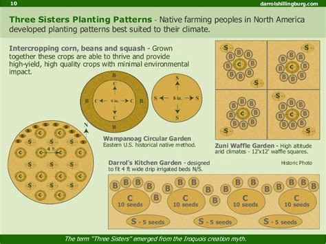 Three Sisters Garden Plan Three Sisters Companion Planting