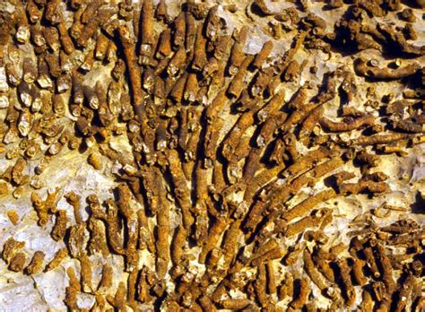 Fossils Of Northern Ireland Siphonodendron