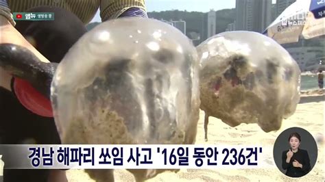 경남 해파리 쏘임 사고 16일 동안 236건 2024 08 06 뉴스데스크 Mbc경남 Youtube