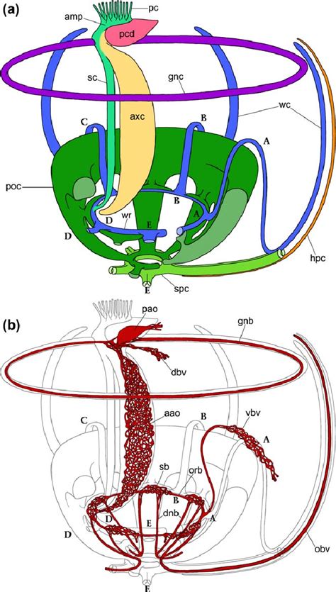 Fig Ure 1 Interrelations Between Different Coeloms A And Haemocoel Download Scientific