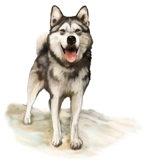 雪橇犬图片 雪地里的雪橇犬拉车素材 高清图片 摄影照片 寻图免费打包下载
