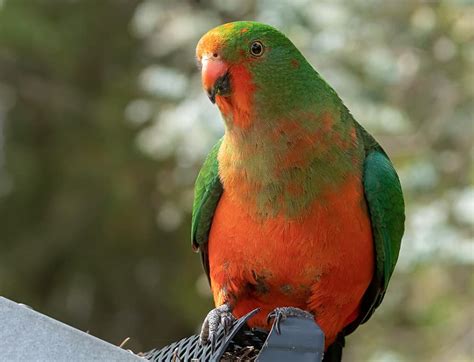 How Much Does A Talking Parrot Cost Updated In 2025