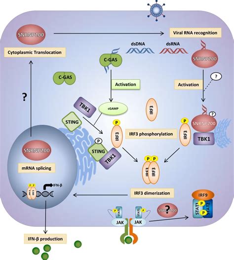 Spliceosome Snrnp200 Promotes Viral Rna Sensing And Irf3 Activation Of