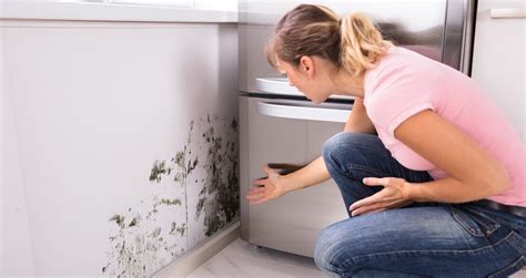What Does Mold Smell Like In Walls How To Know EnviroKlenz