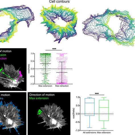 Leading Edge Fluctuations Are A Weak Predictor Of Cell Download