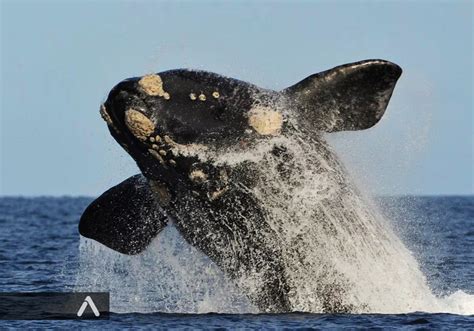 Avistaje De Ballenas En Península Valdés Blog Alquiler Argentina