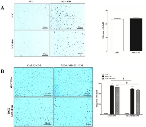 In Vitro Migrations Of Mscs Mscs And Mscfluc Cells Were Mixed With