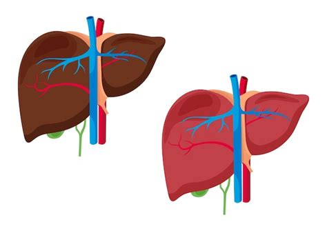 Premium Vector Liver Anatomy Structure Liver Organ Isolated On White