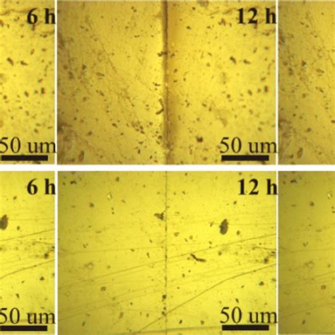 Illustration Of The Healing Process Of The Self Healing Polyurethane Download Scientific Diagram