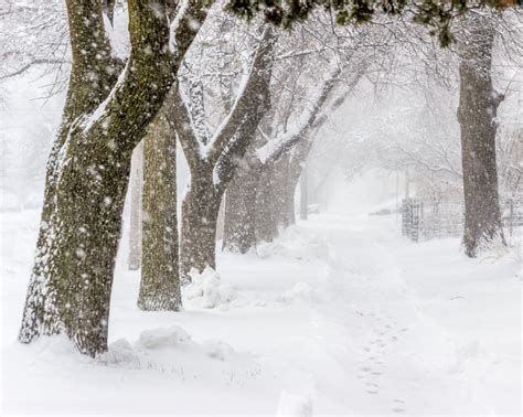 VA Viper How Do Trees Survive Winter