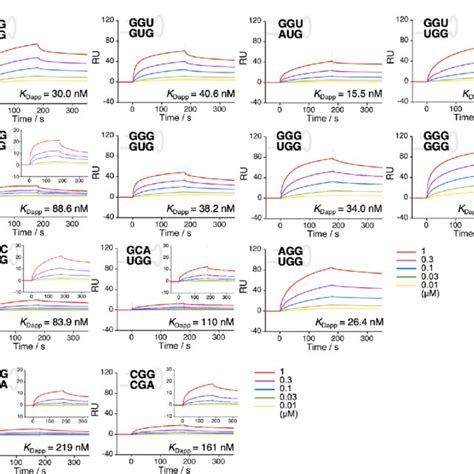 Spr Analysis Of The Binding Of Ncd To A The Inhibited Mutants And B Download Scientific