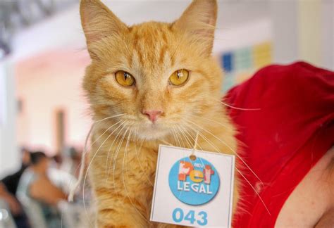 Prefeitura Realiza Feira De Adoção De Cães E Gatos Folha De Jandira E