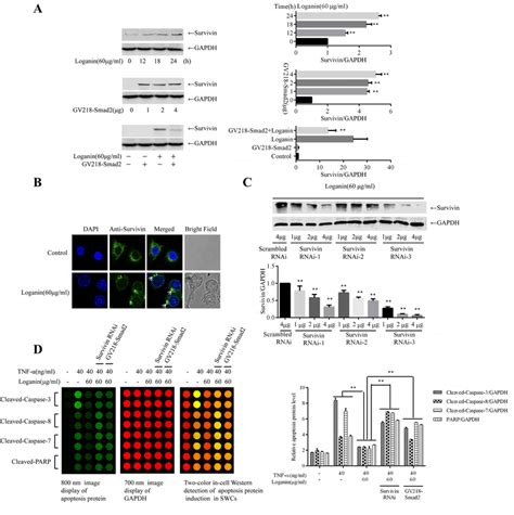 Survivin Attenuated Tnf α Induced Sw10 Cell Apoptosis Schwann Cells