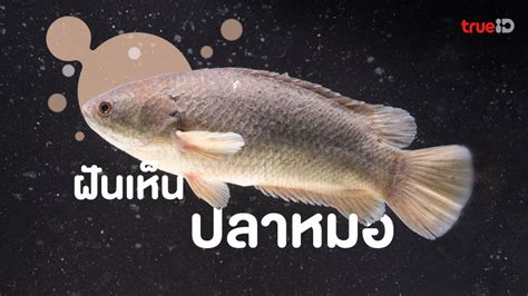ฝันเห็นปลาหมอ ฝันว่าจับปลาหมอ ทำนายฝันหมายถึงอะไร เลขโชคล