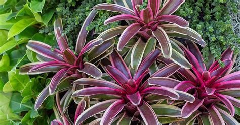 How To Grow And Care For Bromeliads Indoors Gardeners Path