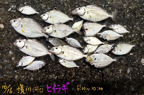 久々のイシモチ 毎日の釣りの記録