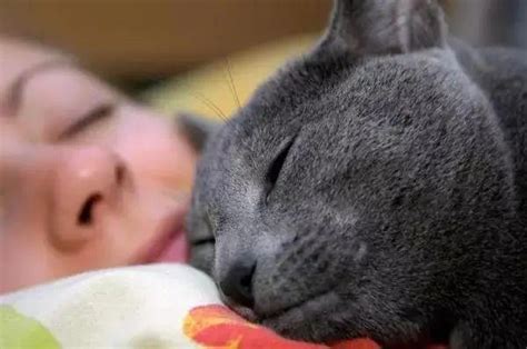 盘点4类人猫共患病预防只要做好这6步 知乎